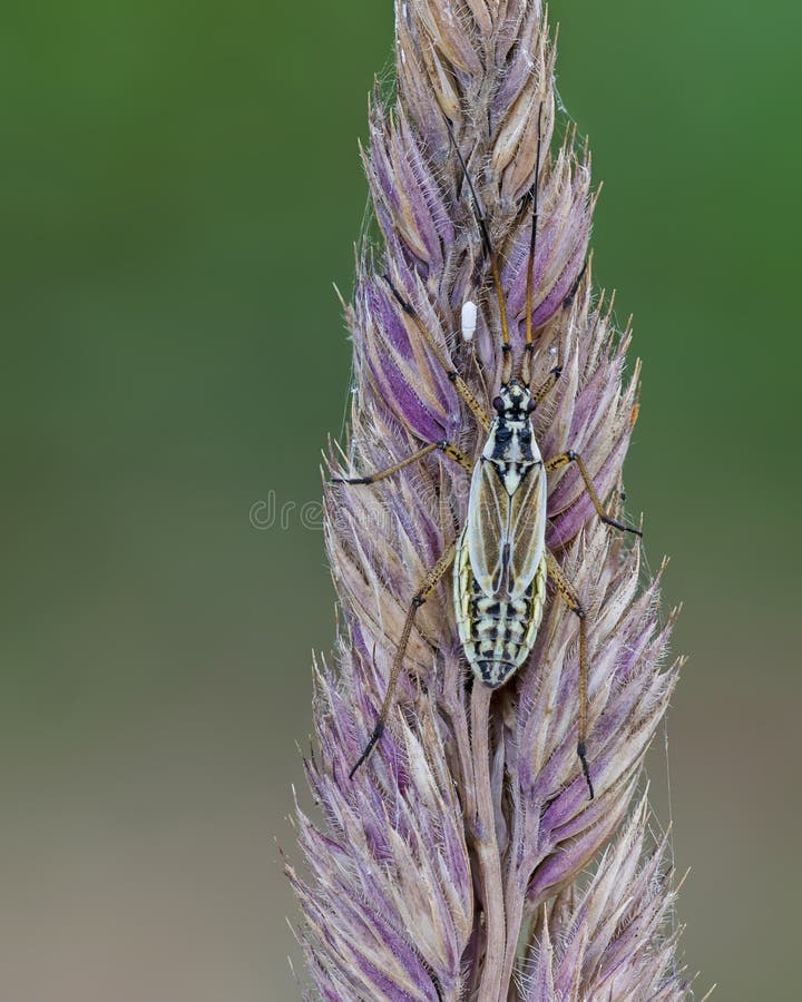 Female Common Grass Bug on Bent in Field Stock Image - Image of ...