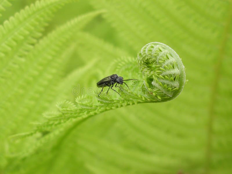 Bug On The Fern Picture. Image: 640545
