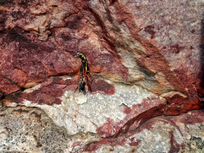 Bug fight. stock image. Image of fighting, fight, bugs - 79366737