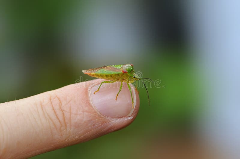 Bug on a finger stock image. Image of harmless, bird - 55306209