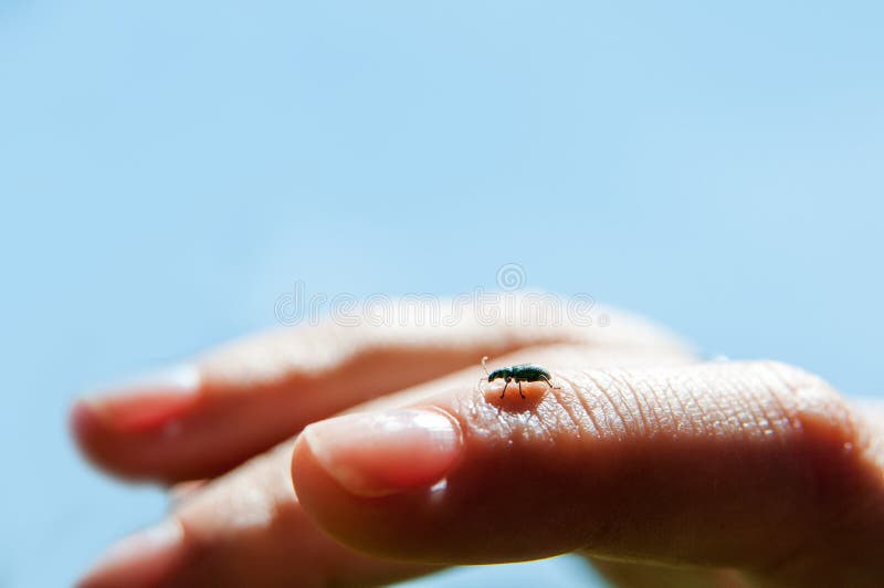Bug on a finger stock image. Image of macro, small, bark - 55306209