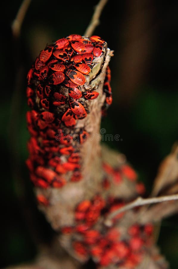 Bug stock photo. Image of firebug, black, fire, pyrrhocoridae - 61448508