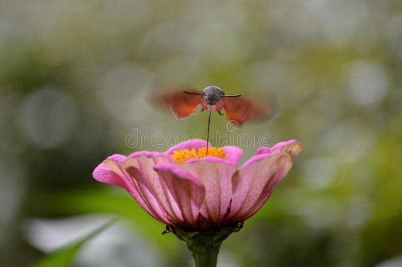 Bee Flies on a Pink Flower. Stock Image - Image of small, white: 66818853