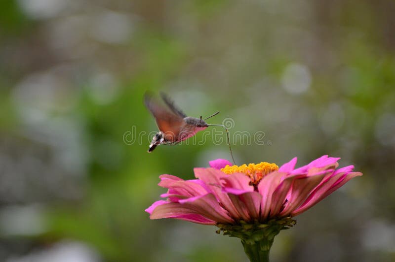 Bee Flies on a Pink Flower. Stock Image - Image of small, white: 66818853