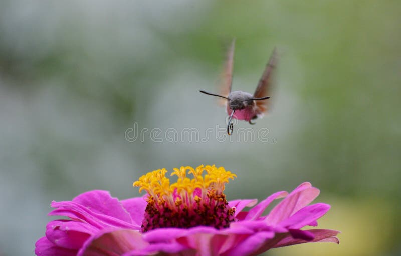Bee Flies on a Pink Flower. Stock Image - Image of small, white: 66818853