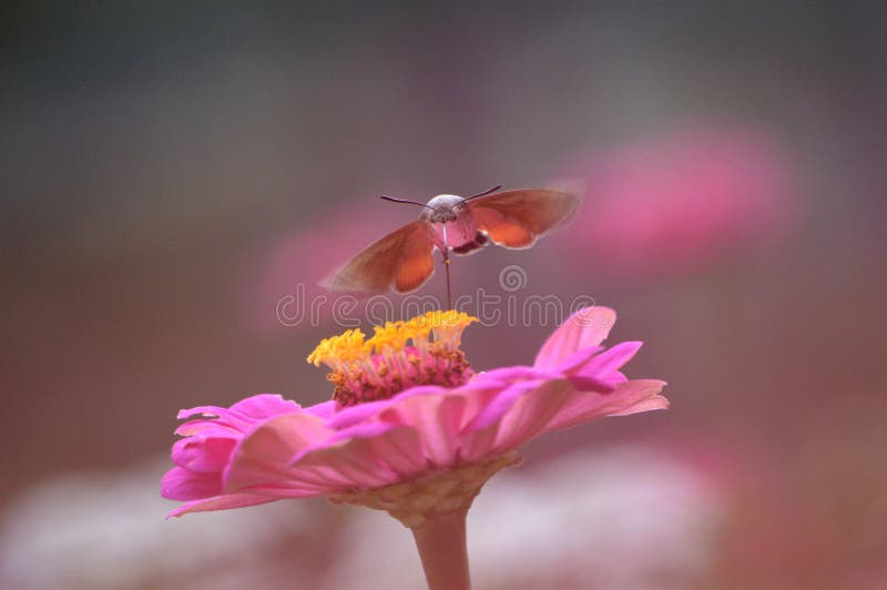 Bee Flies on a Pink Flower. Stock Image - Image of small, white: 66818853