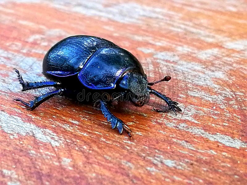 Bug stock image. Image of woodlander, poland, forest - 118008807