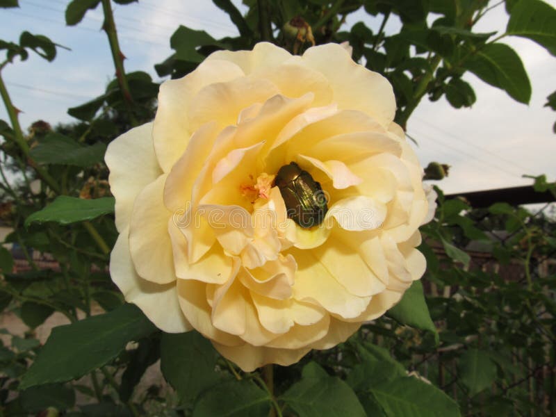 Bug in the flower stock image. Image of peony, shrub - 189804917