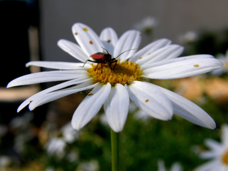 Bug on flower stock image. Image of white, grow, nature - 199279545