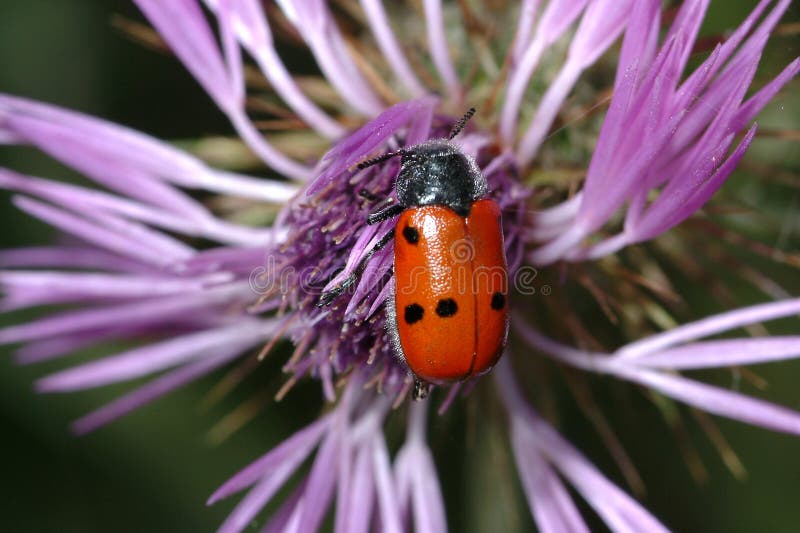 Bug on flower stock image. Image of nature, garden, plants - 272195
