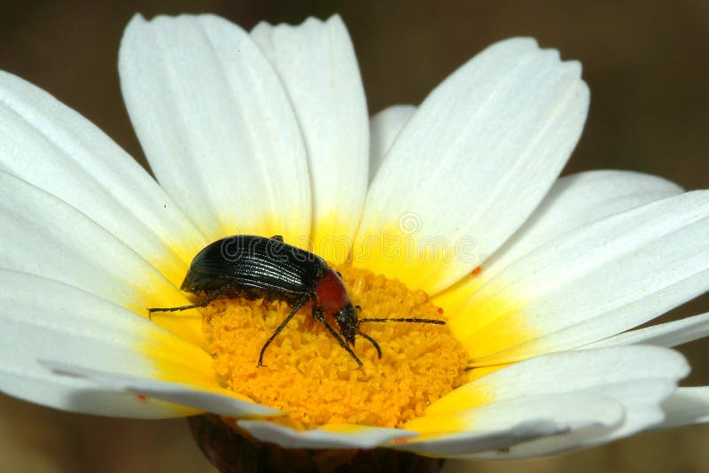 Bug in the flower stock image. Image of withe, closeup - 272197
