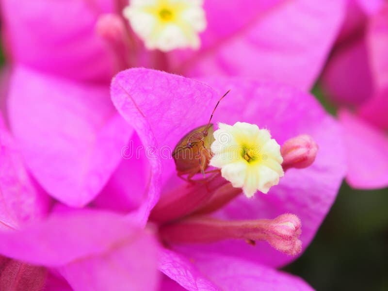 Bug in a flower stock image. Image of hiding, fallen - 28999435