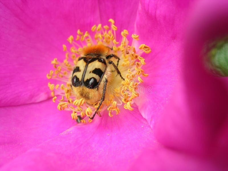 Flowers Picture. Image: 4675221