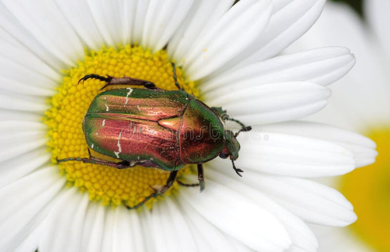 Bug on flower stock image. Image of background, orange - 30929739
