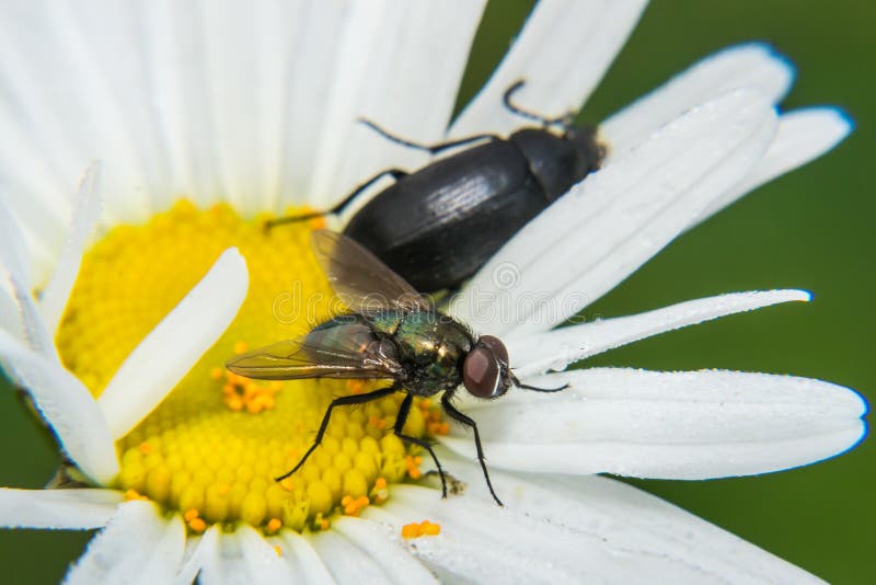 Bug and Fly Sitting on the Petal Flower Stock Photo - Image of grass ...