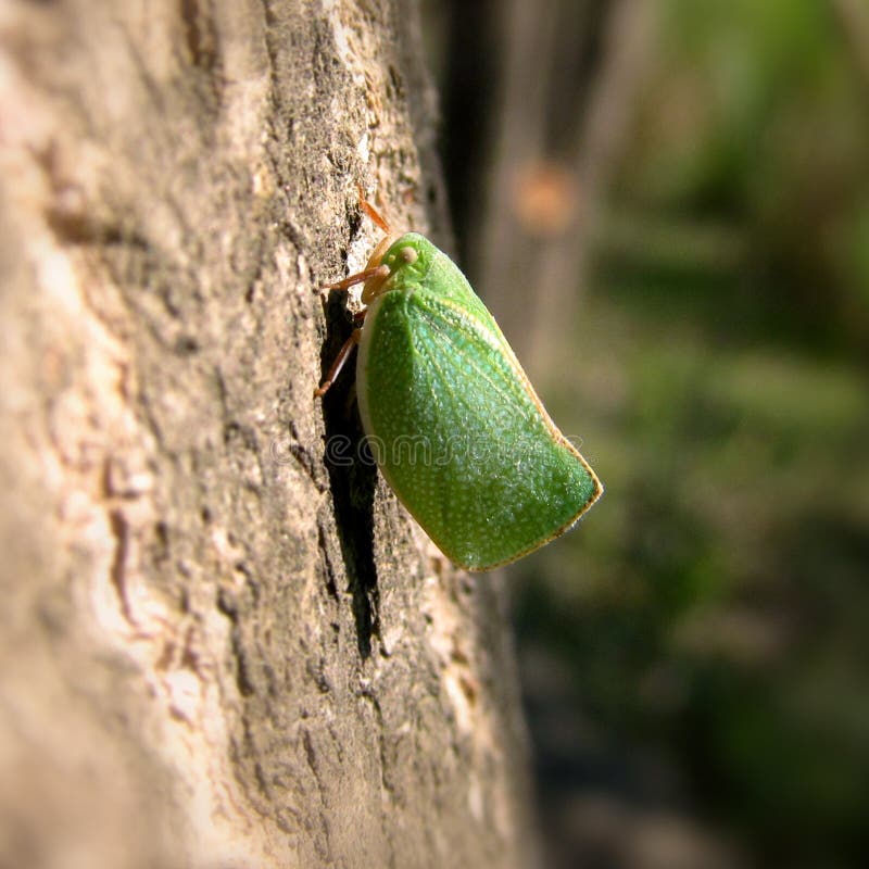Bug Fly stock photo. Image of close, nature, stem, graphic - 61392464