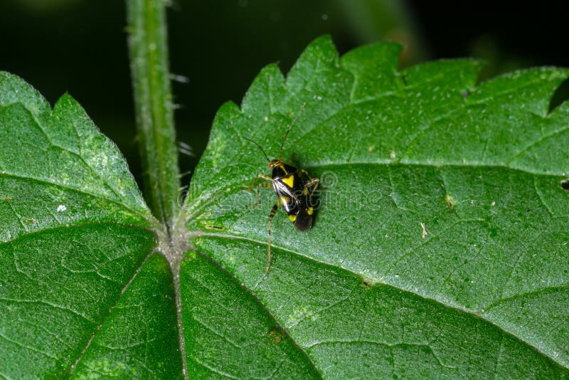 Bug Form the Family Miridae on Plant Leaf. in the Forest on a Summer ...