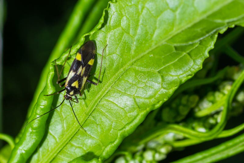 Bug Form the Family Miridae on Plant Leaf. in the Forest on a Summer ...