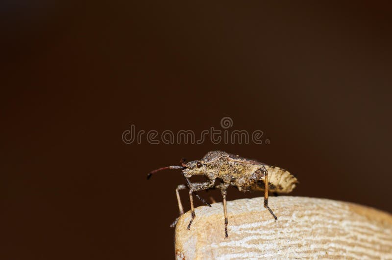 Bug stock photo. Image of animal, brown, nature, details - 92681340