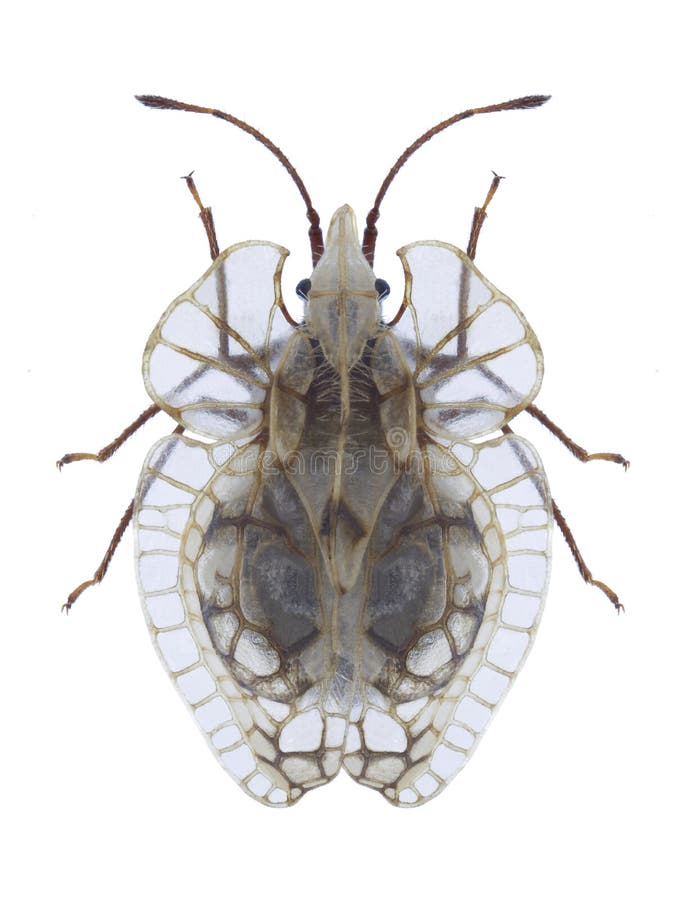 Bug Galeatus sinuatus stock photo. Image of tingidae - 99770878