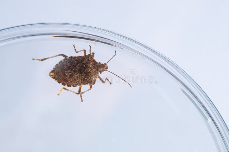 Bug in Glass Container on White Table Stock Photo - Image of glass ...