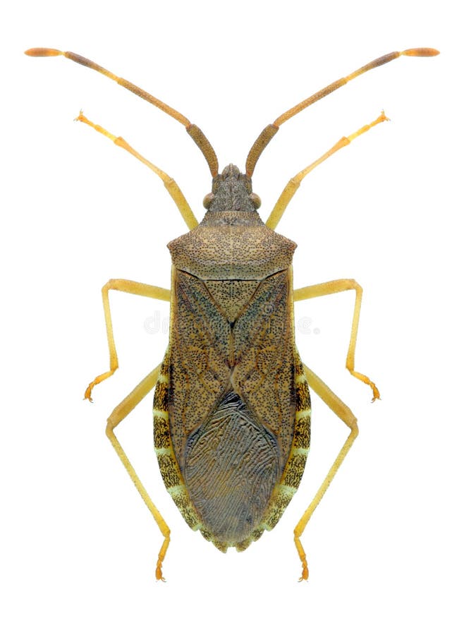 Bug Gonocerus Acuteangulatus Stock Photo - Image of wild, wildlife ...