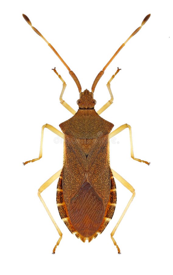 Bug Gonocerus Acuteangulatus Stock Image - Image of spotted, wildlife ...