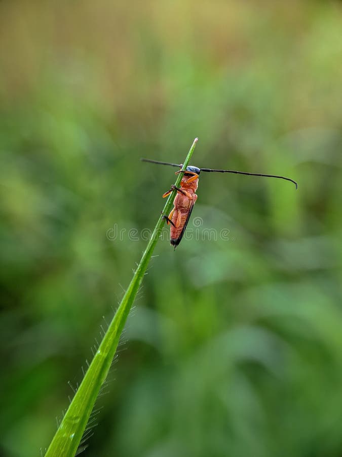 Bug on the Grass. Insects, Animals, Macro Photography Stock Image ...