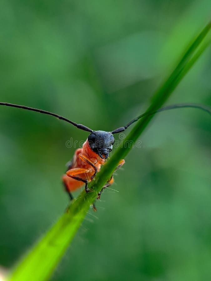 Bug on the Grass. Insects, Animals, Macro Photography Stock Image ...
