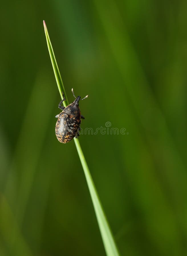 Bug on grass stock photo. Image of insect, pest, beetle - 73971682