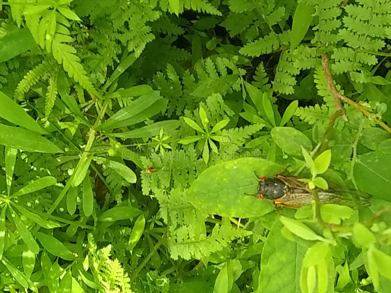 Bug on grass stock photo. Image of nature, green, grass - 149891474