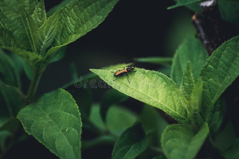 Bug on the Green Hydrangea Leaf Stock Image - Image of nature, macro ...