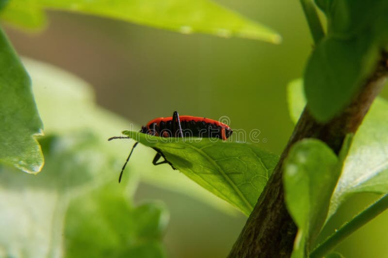 Bug on a green leaf stock photo. Image of color, colorful - 292890496