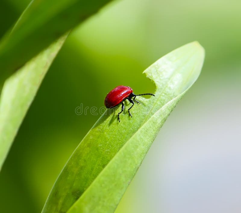 Red Bug on Green Leaf Close Up. Stock Image - Image of extreme, fall ...