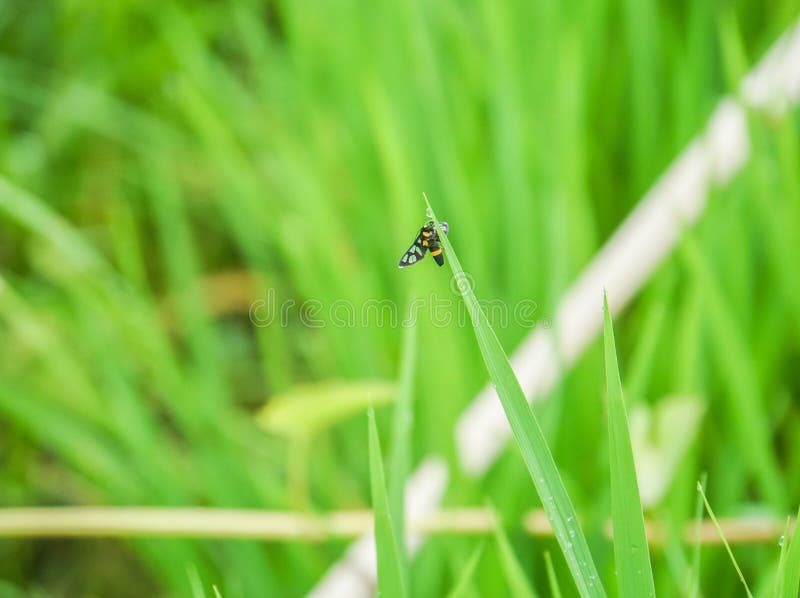 Bug on Green Rice Plant in Field Stock Photo - Image of environment ...