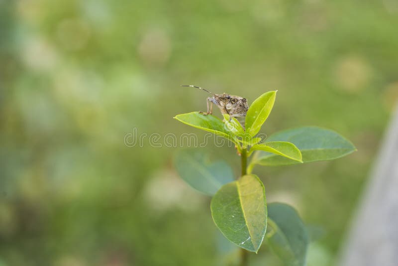 Green tree shield stock image. Image of beautiful, prasina - 128495815