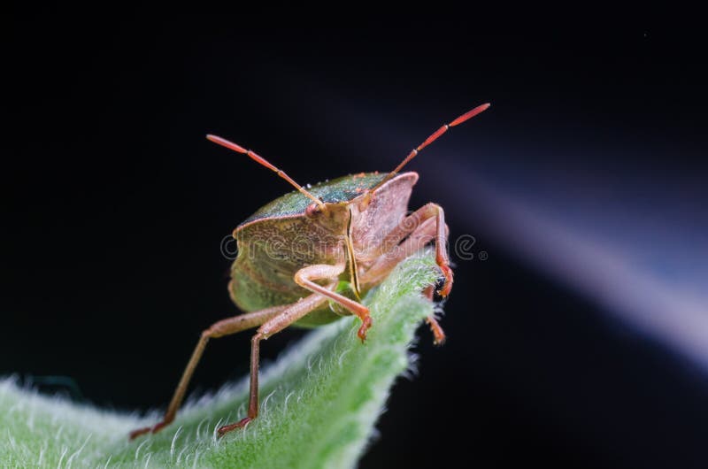 The Bug the Green Tree Shield Palomena Prasina Sits on the Leaf Stock ...