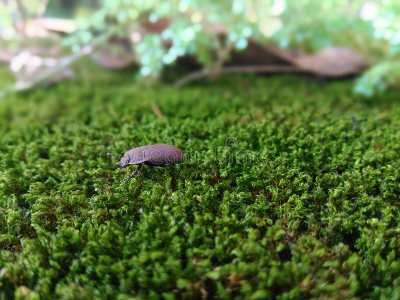 Bug Ground Late Evening Nature Photography Stock Image - Image of late ...