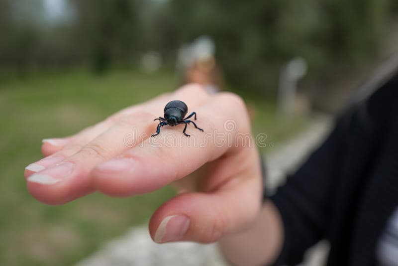 Bug on hand of girl stock photo. Image of blue, antenna - 101725948