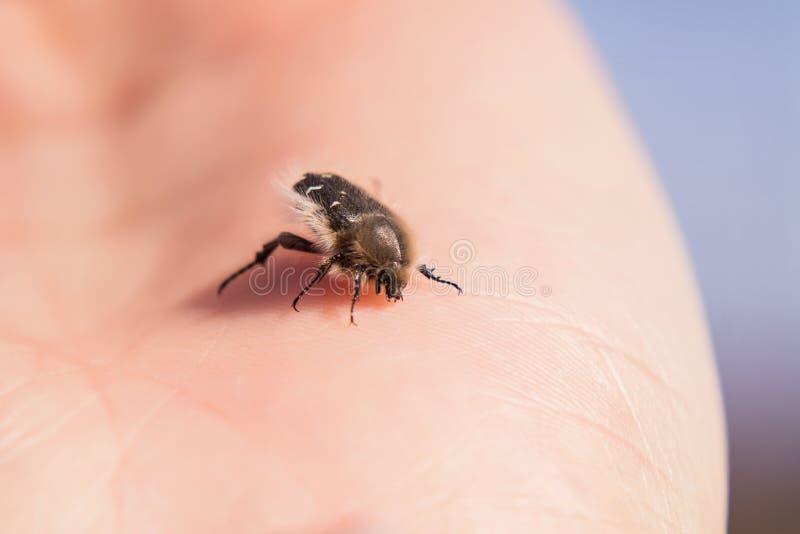 Bug and hand stock image. Image of closeup, brown, insect - 75325583