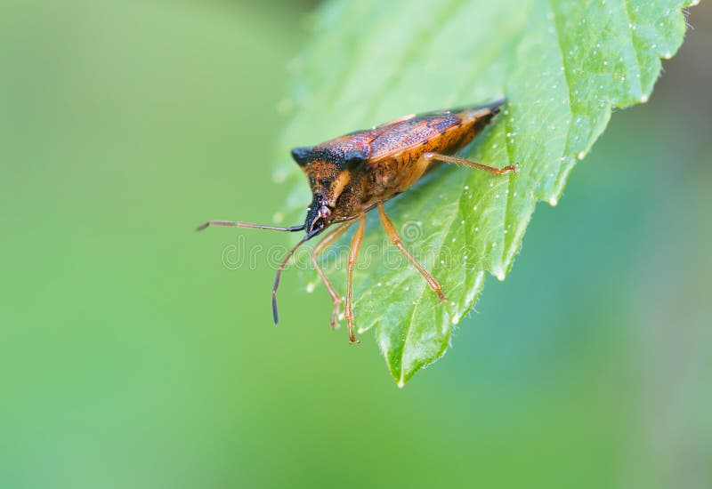 Chitinous Carapace Stock Photos - Free & Royalty-Free Stock Photos from ...
