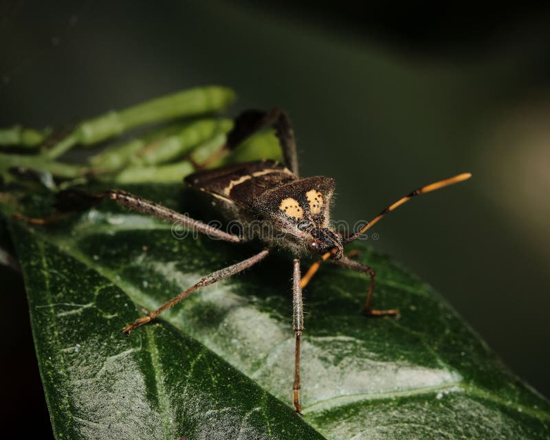 A Bug that Has Its Head Close To the Ground on a Leaf Stock Photo ...