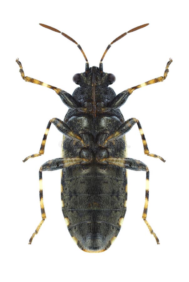 Bug Heterogaster Urticae Underside Stock Photo - Image of life ...