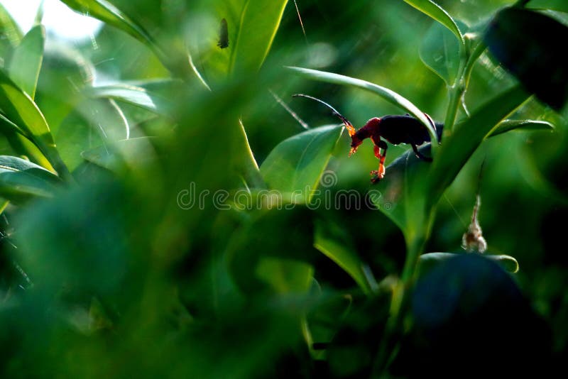 Boxwood Beetle Stock Photos - Free & Royalty-Free Stock Photos from ...