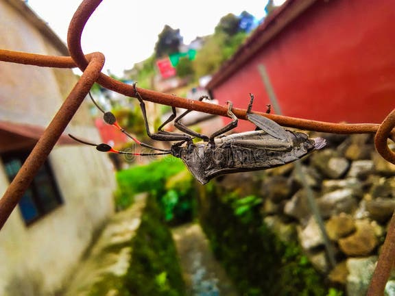 A Bug Holding on To an Old, Rusty Wire. Stock Photo - Image of holding, wire: 359009982