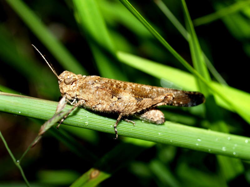 Bug insect stock image. Image of ladybug, insect, vegetable - 10741549