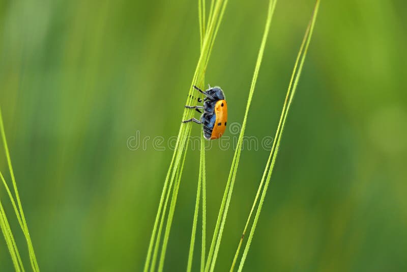 Bug Insect on Green Wheat Field Spike Stock Photo - Image of green ...