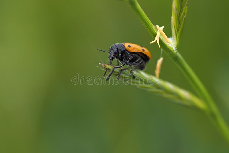 Bug Insect on Green Wheat Field Spike Stock Photo - Image of farm ...