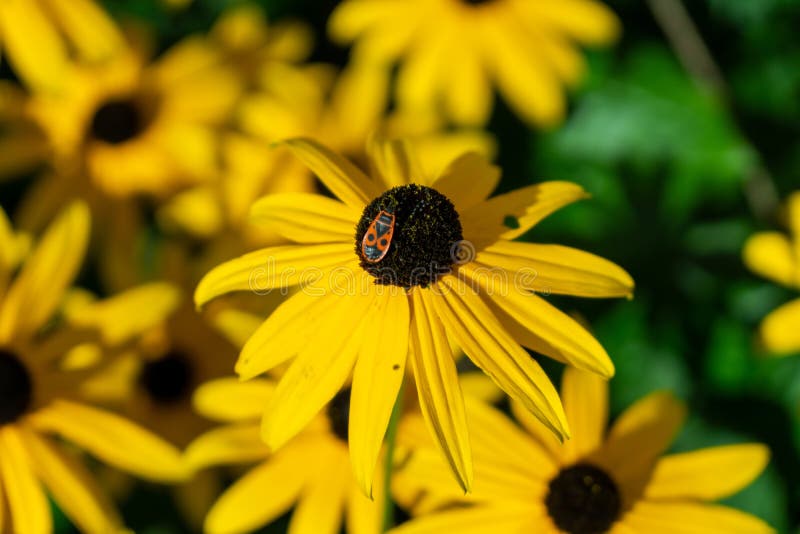 Bug and Insect on the Plant and Flower Stock Photo - Image of brown ...