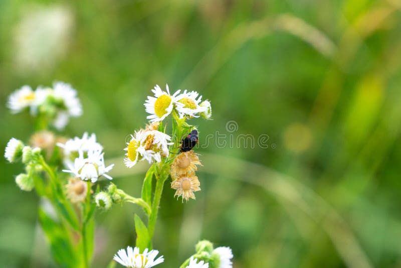 Bug and Insect on the Plant and Flower Stock Photo - Image of ...